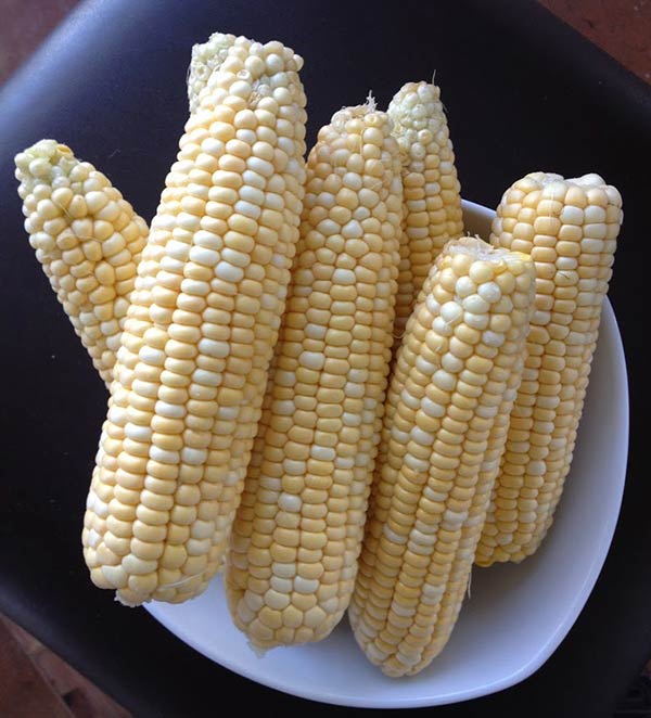 Sweet Corn (PG Rated) - Norman Van Aken