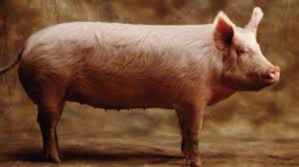"We Taste Like Pork" - Norman Van Aken
