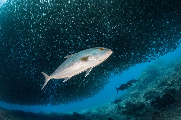 Forever Oceans Interview - Norman Van Aken